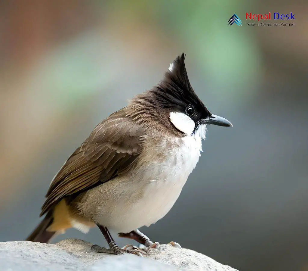 Himalayan Bulbul: The Melodious Mountaineer | Nepal Desk